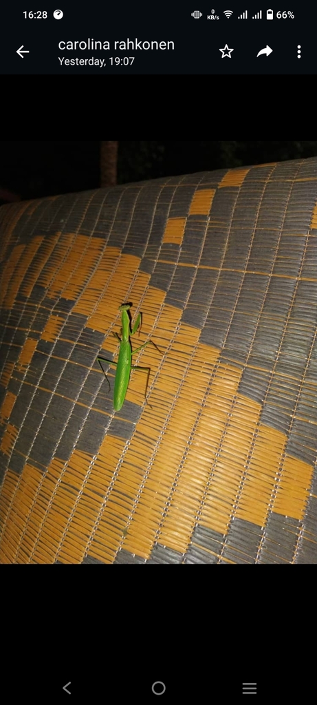 Flag Mantis from Tacugama Chimpanzee Sanctuary on July 24, 2023 at 04: ...