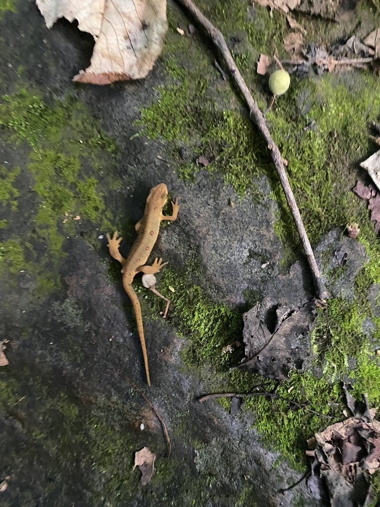 Eastern Newt from Catawba, Troutville, VA, US on July 23, 2023 at 07:07 ...