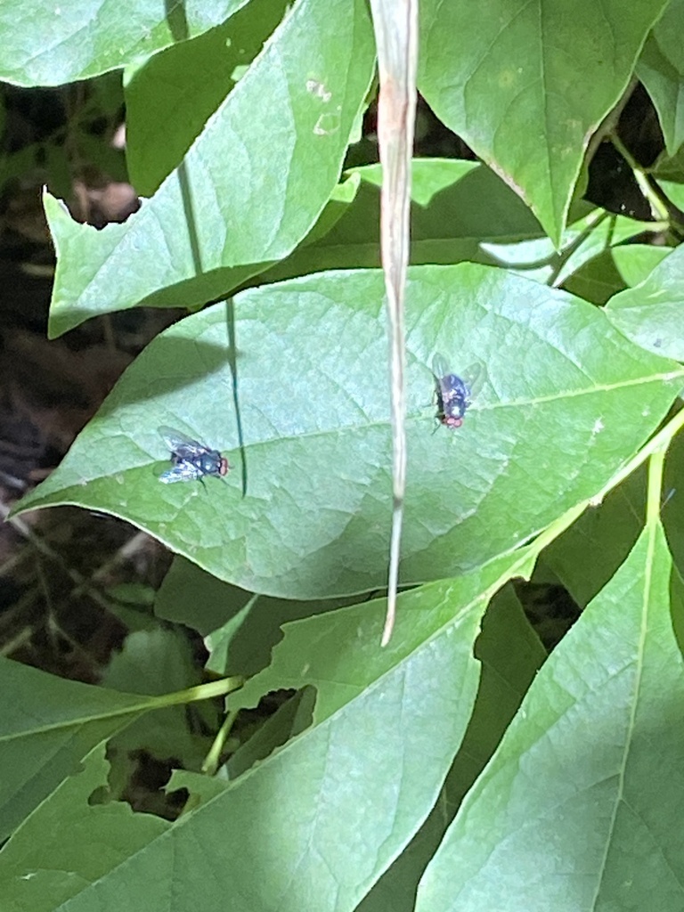 Calyptrate Flies from New Castle County, US-DE, US on July 22, 2023 at ...
