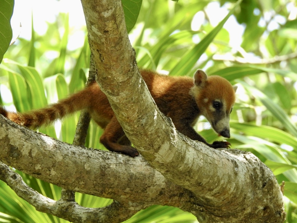 White-nosed Coati from Parque Nacional Tulum, Tulum, Quintana Roo, MX ...
