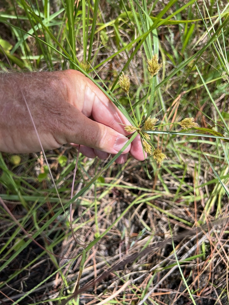 Bunchy flat-sedge from Atlantic Ridge Preserve State Park, Hobe Sound ...