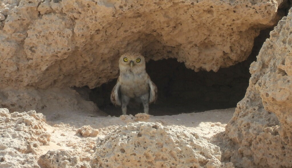 Little Owl from Al Wakrah Municipality, Qatar on July 21, 2023 at 08:49 ...