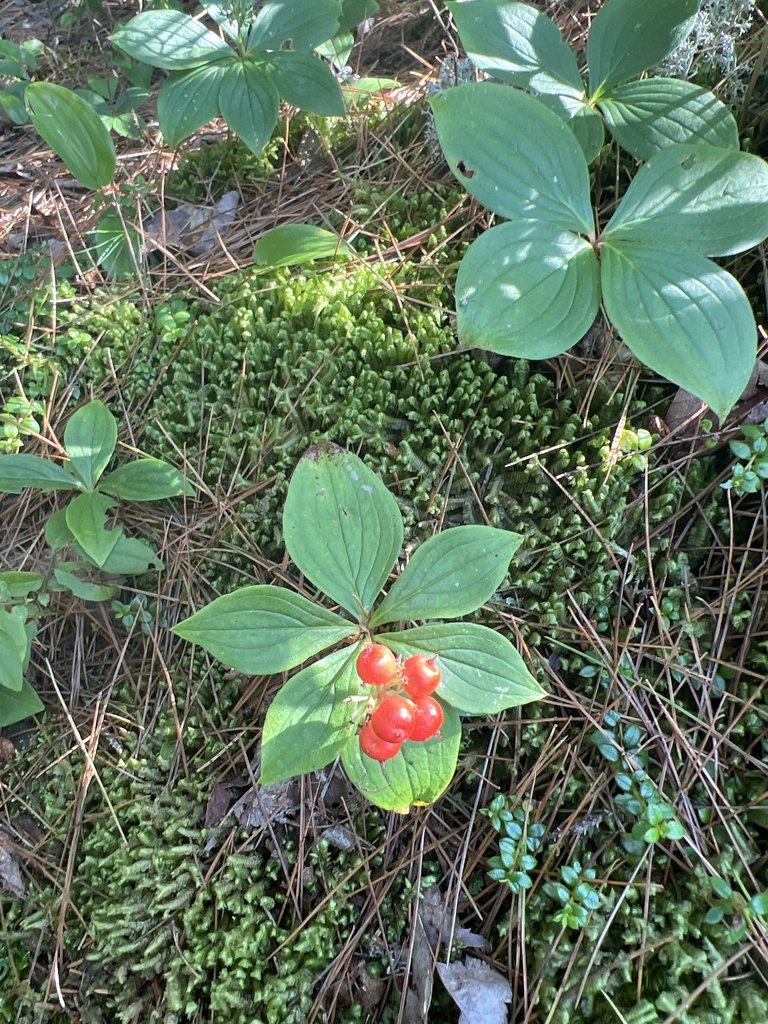 Canadian bunchberry from Lower Wilson Pond, Shirley Mills, ME, US on ...