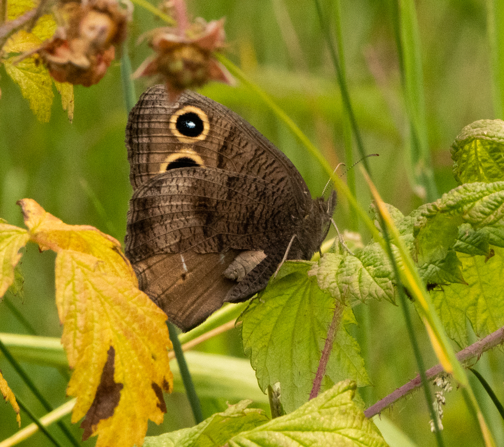 Common Wood-Nymph from Val-d'Or, QC, Canada on July 24, 2023 at 09:29 ...