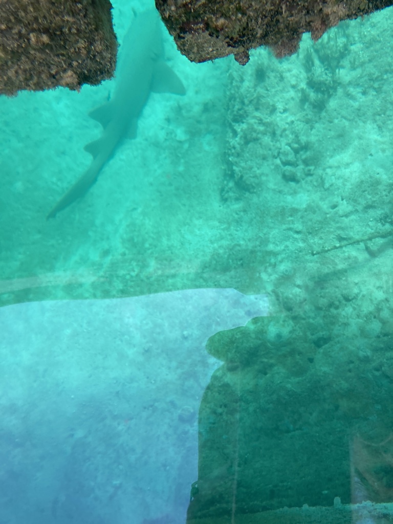 Nurse Shark from Exuma, BS on July 20, 2023 at 08:42 AM by hollybi ...