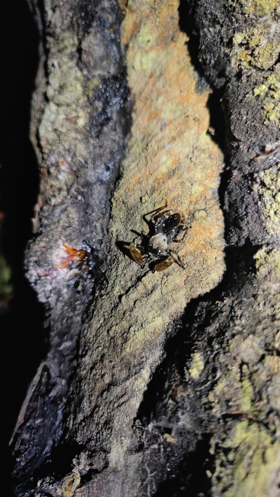 Ectinoderus sinicus from Nanning, CN-GX, CN on July 24, 2023 at 09:07 ...