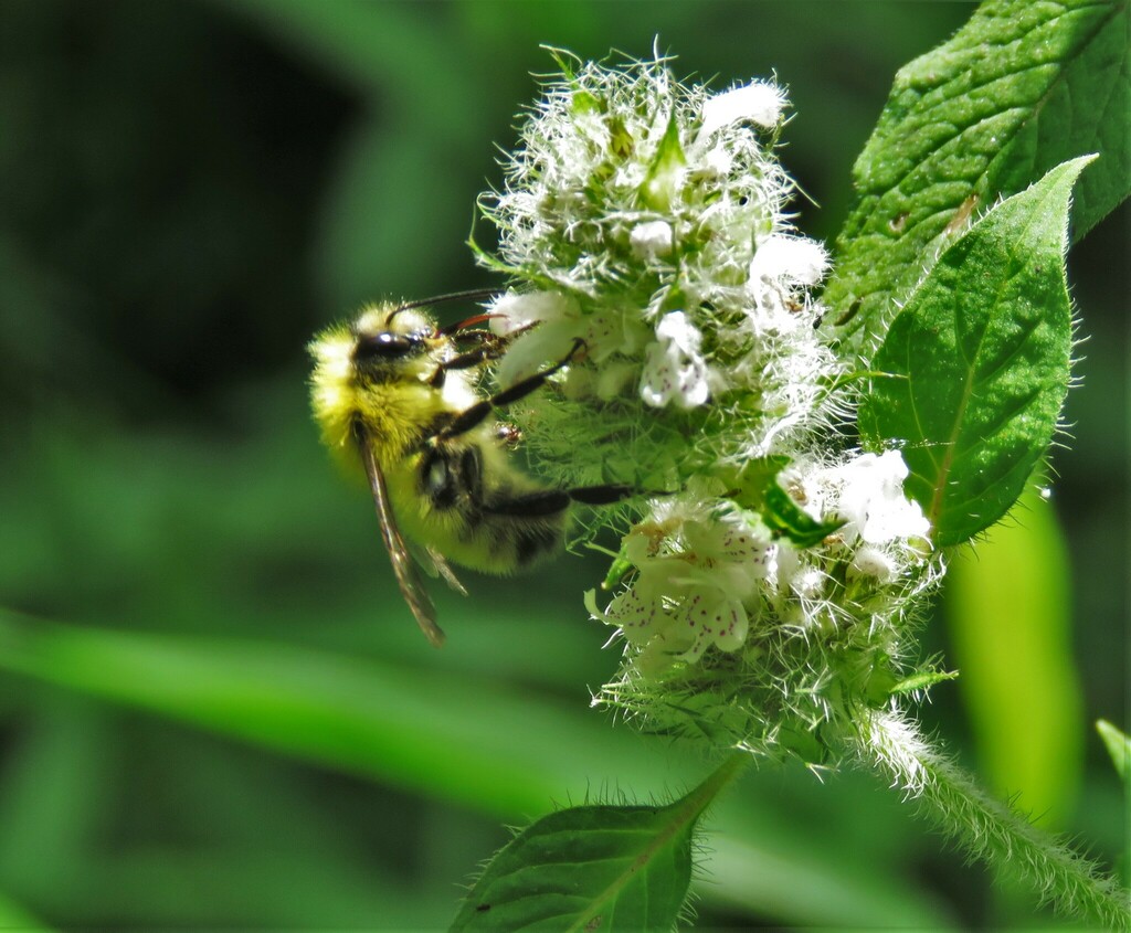 Perplexing Bumble Bee from Tuscarawas County, OH, USA on July 22, 2023 ...
