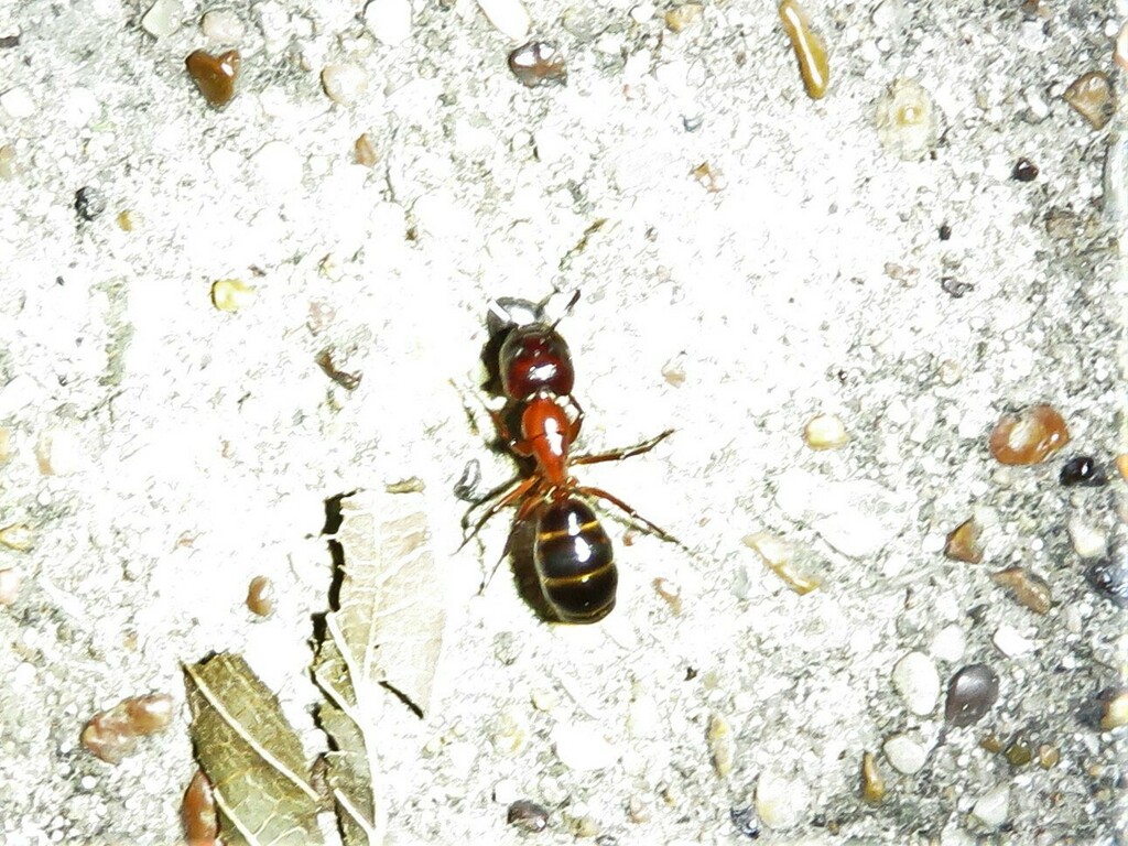 Texas Carpenter Ant from Spring Creek Forest Preserve, Garland, TX, US ...