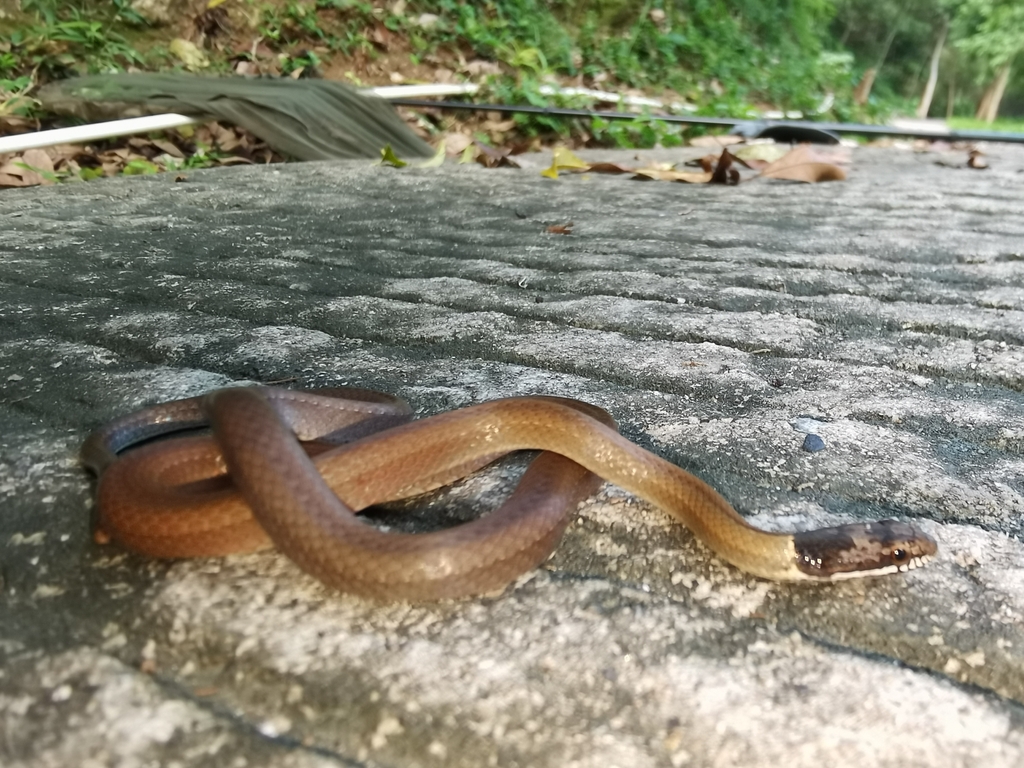 Chinese Many-tooth Snake from 广东省深圳市盐田区恩上公路广东梧桐山风景名胜区 on July 24, 2023 ...