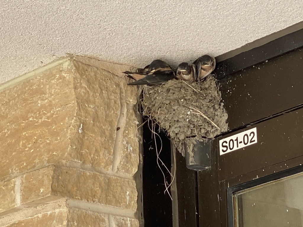 Barn Swallow from University of Wisconsin–Madison Arboretum, Madison ...