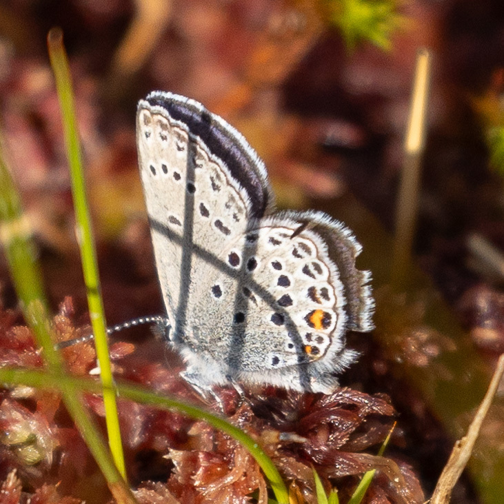 Cranberry Blue from Tulppio, Savukoski, Suomi on June 25, 2023 at 09:41 ...