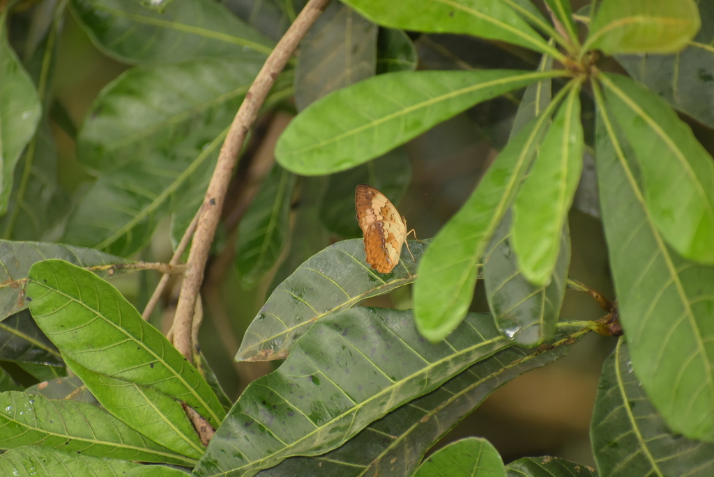 Rustic from Madayi Para, Pazhayangadi, Kerala, India on July 24, 2023 ...