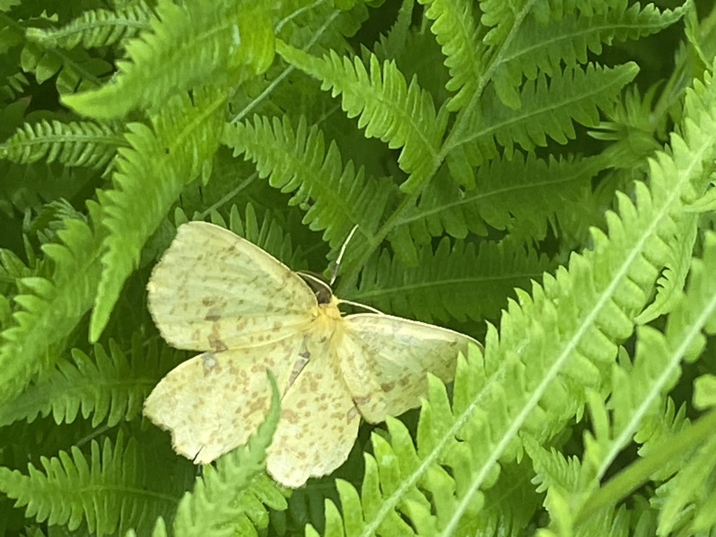 Crocus Geometer Moths from Tucker County, WV, USA on July 8, 2023 at 10 ...