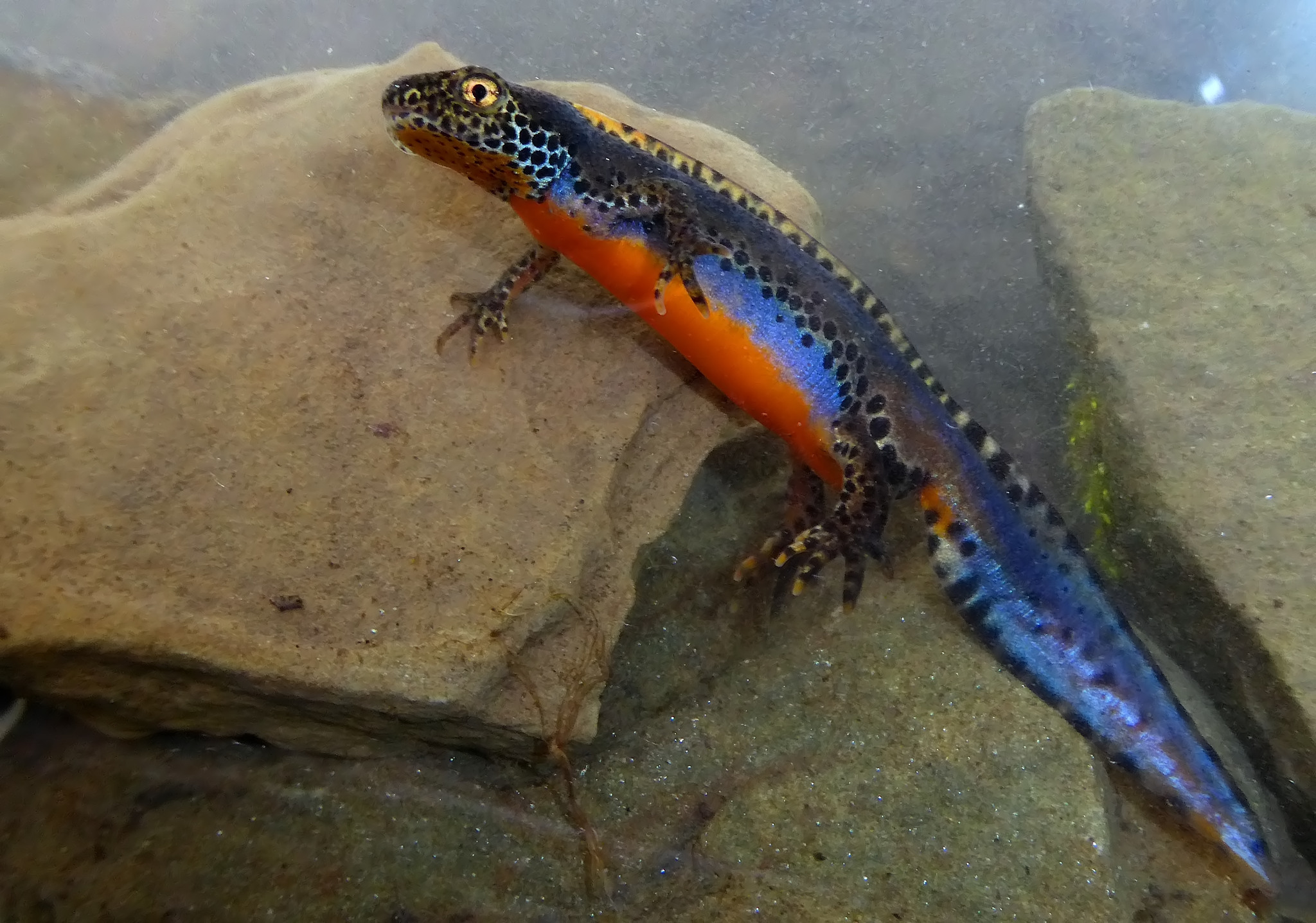 Alpine Newt