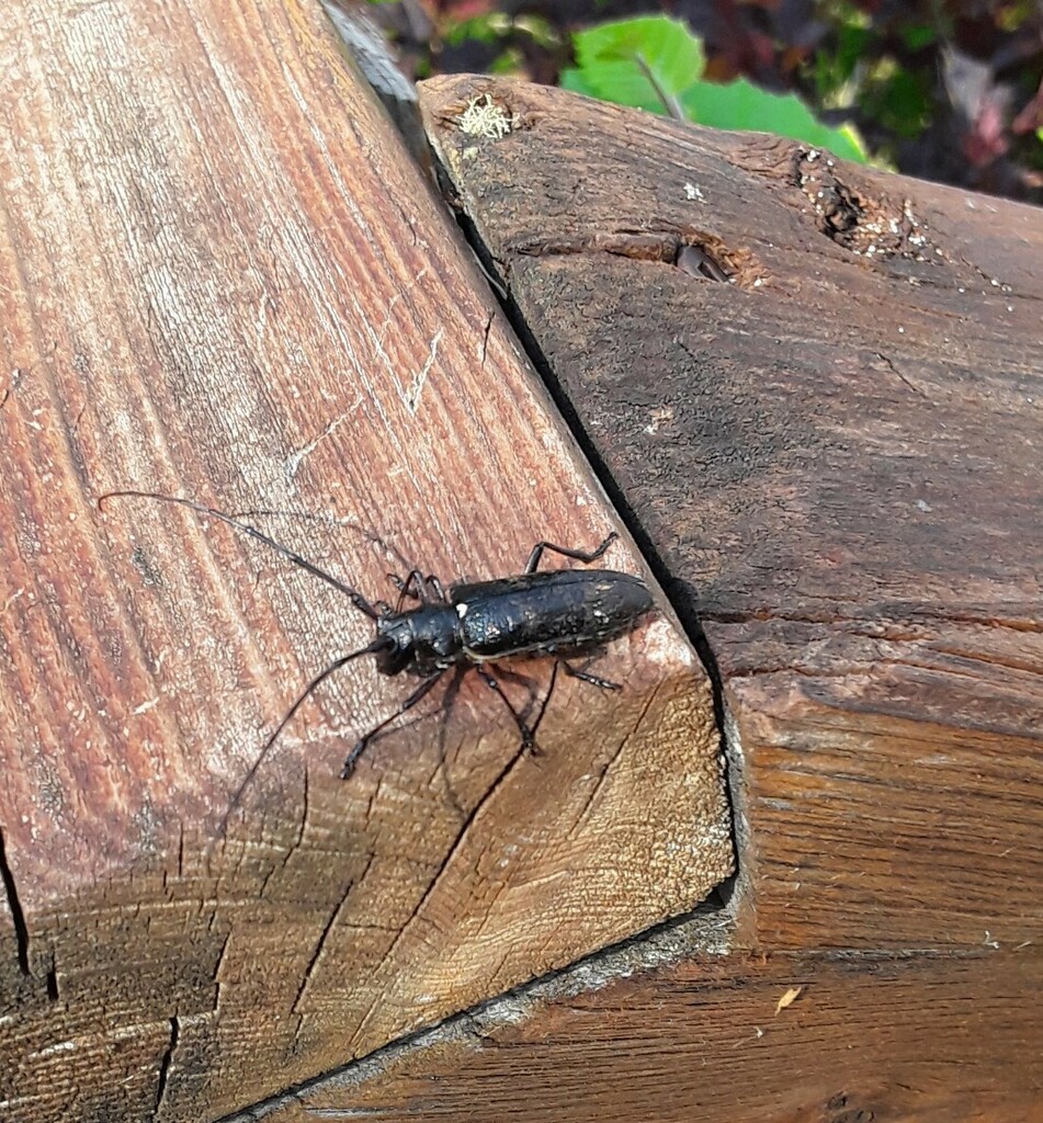 White-spotted Sawyer Beetle from Wild Goose 766 on July 23, 2023 at 09: ...