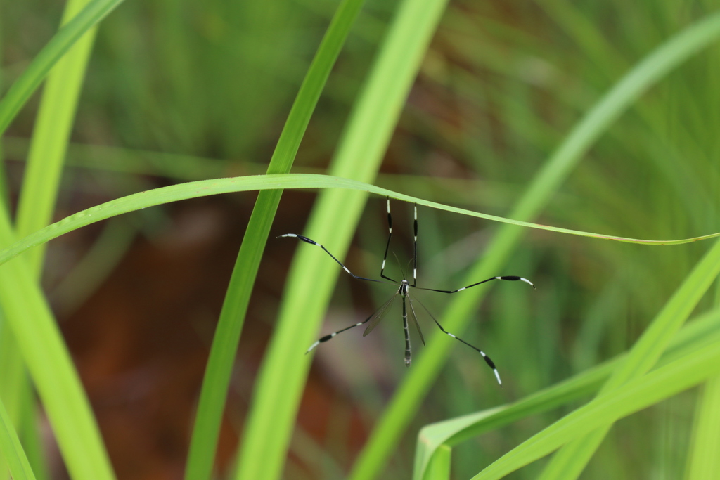 Eastern Phantom Crane Fly from Newfoundland and Labrador, Canada on ...