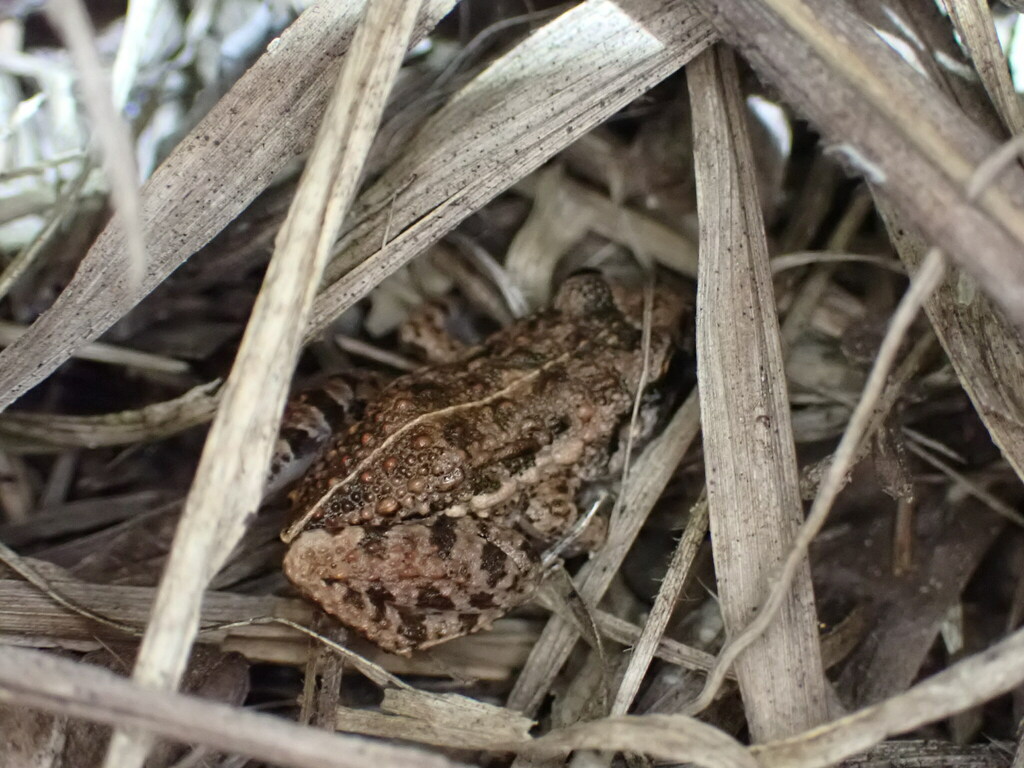 Forest Chirping Frog from Tambopata, Peru on July 3, 2023 at 08:10 PM ...