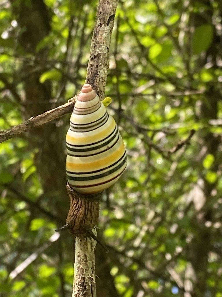 Candy Cane Snail in July 2023 by zlange123 · iNaturalist