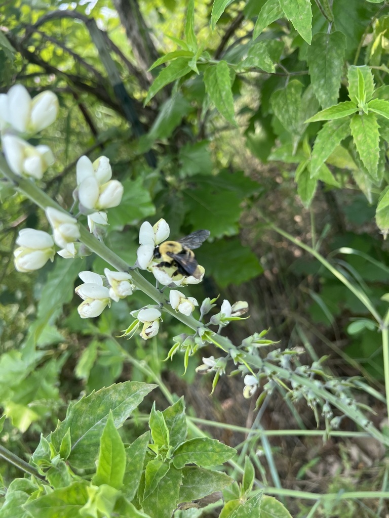 Brown-belted Bumble Bee from Horner Park, Chicago, IL, US on July 24 ...