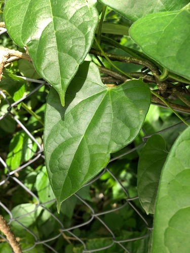 Malabar Gulbel (Tinospora sinensis) · iNaturalist