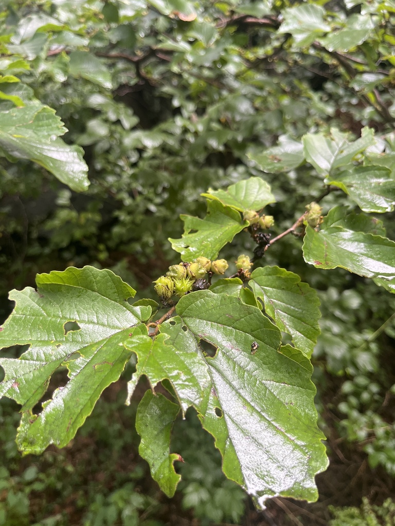 american witch-hazel from Baltimore County, US-MD, US on July 24, 2023 ...