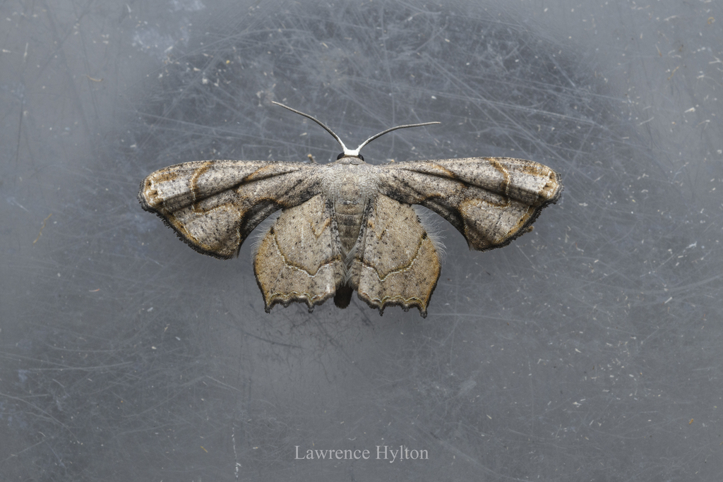 Phazaca in July 2023 by Lawrence Hylton. National Moth Week · iNaturalist