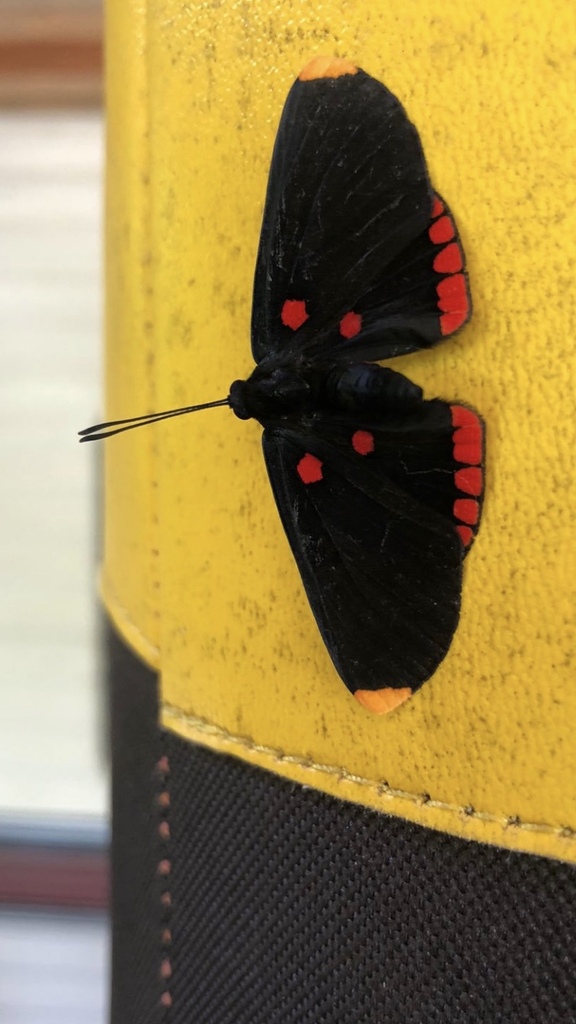Red-bordered Pixie from Cayo, BZ on July 24, 2023 at 12:15 PM by ...