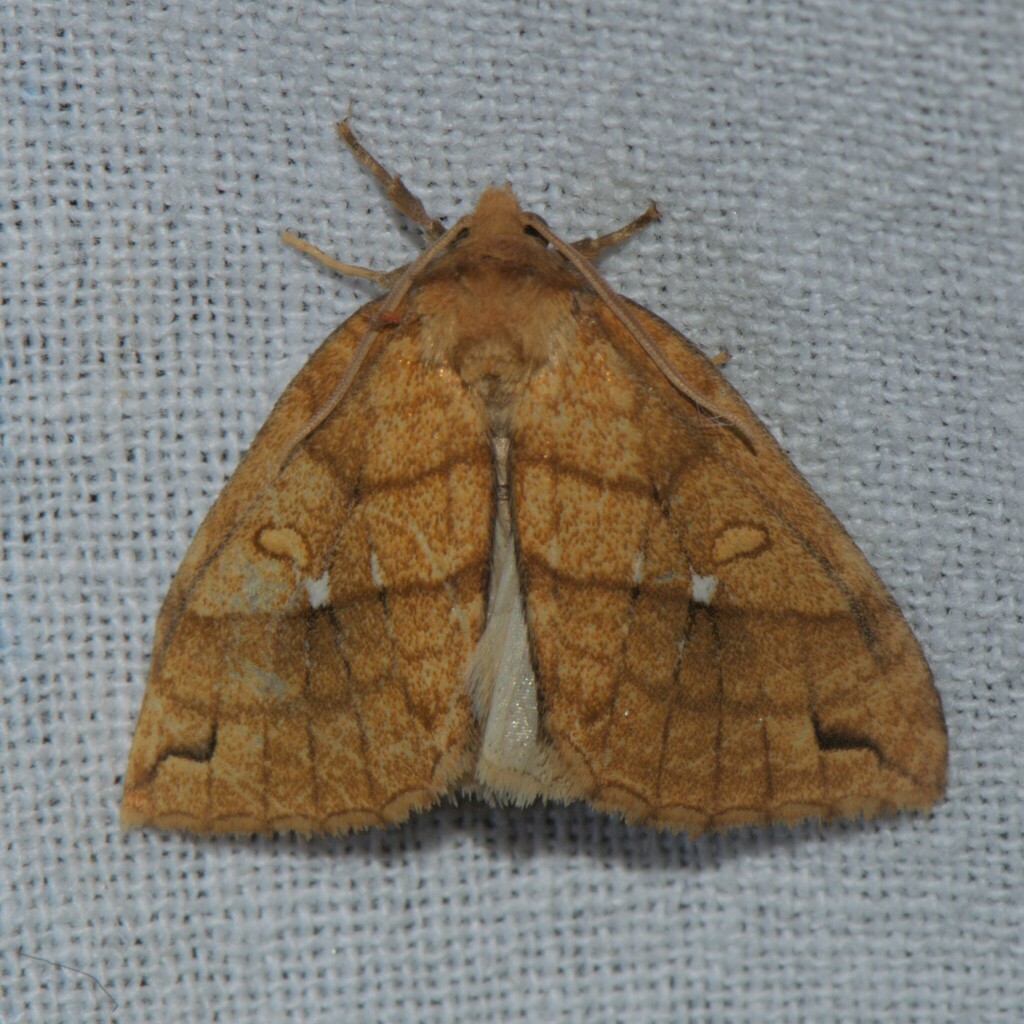 Xanthia rectilineata from Bheema Udiya, Munsyari, Uttarakhand 262554 ...