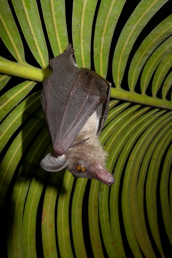 Western Woermann's fruit bat (Bats of Guinea) · iNaturalist