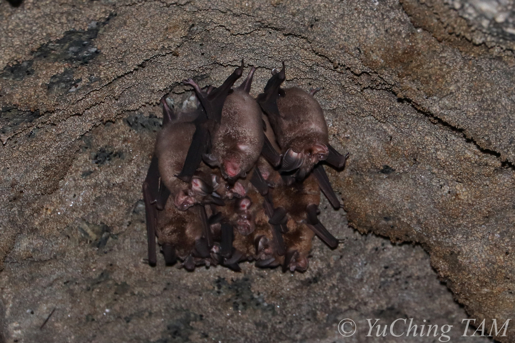 Chinese Rufous Horseshoe Bat in July 2023 by Yu Ching Tam · iNaturalist