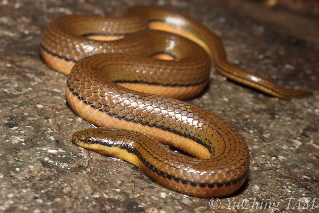 Bicoloured Stream Snake in July 2023 by Yu Ching Tam · iNaturalist