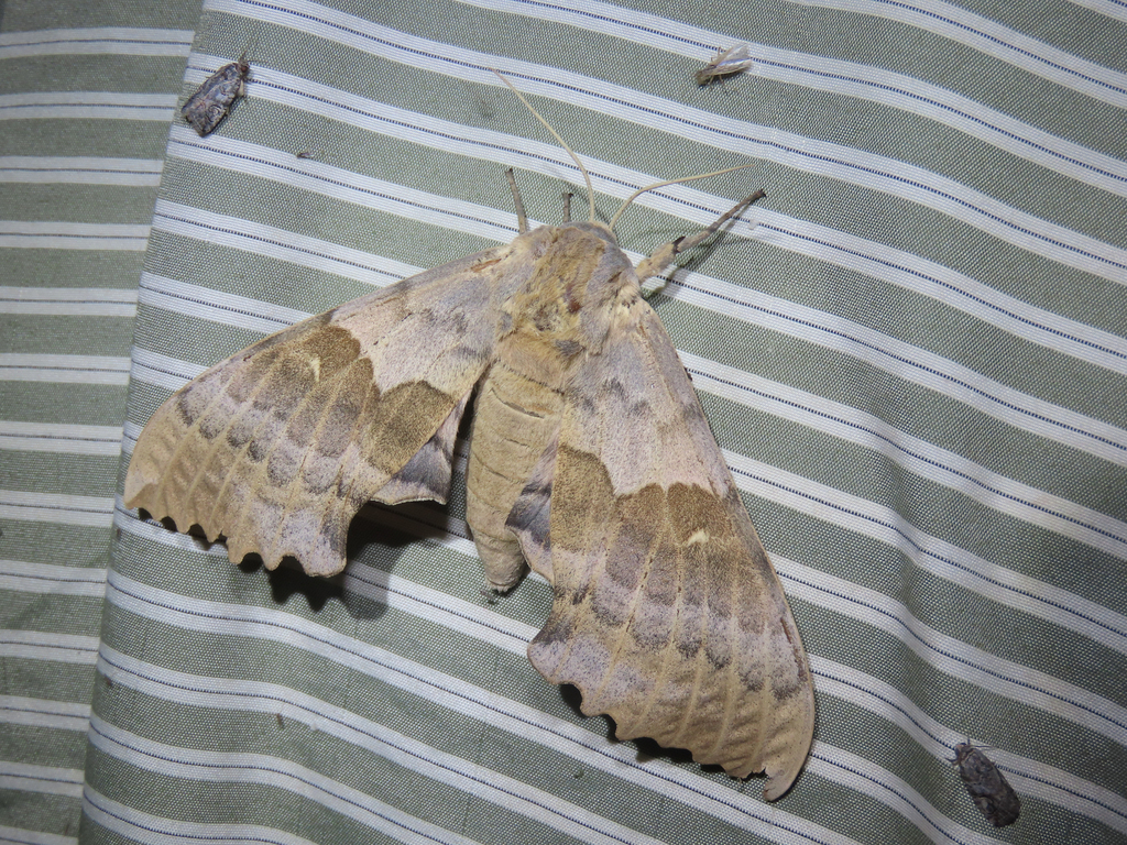 Western Poplar Sphinx from Santa Cruz County, AZ, USA on July 6, 2023 ...