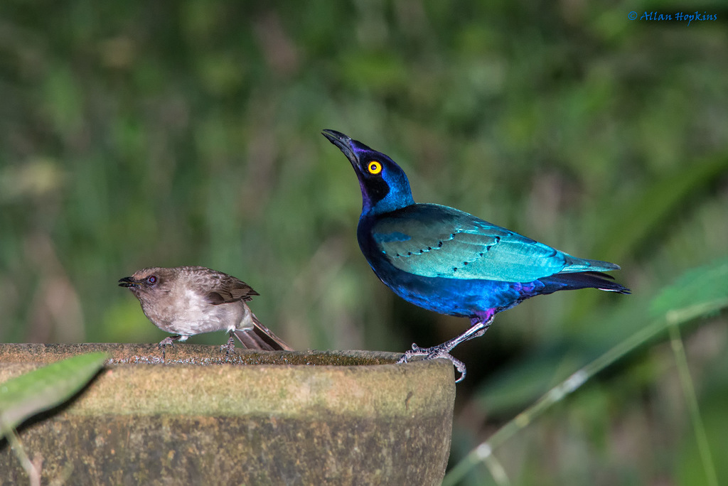 Purple Starling (Lamprotornis purpureus) - Avian Discovery