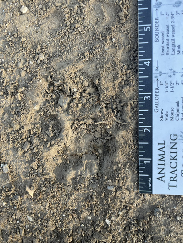 Mountain Lion Tracks – NatureTracking