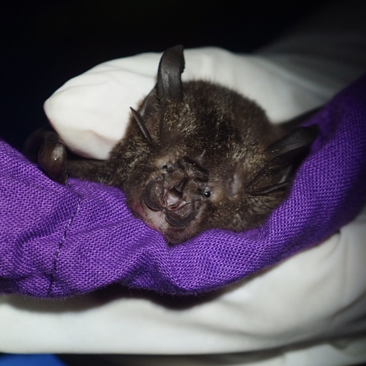 acuminate horseshoe bat (Rhinolophus acuminatus) - Know Your Mammals