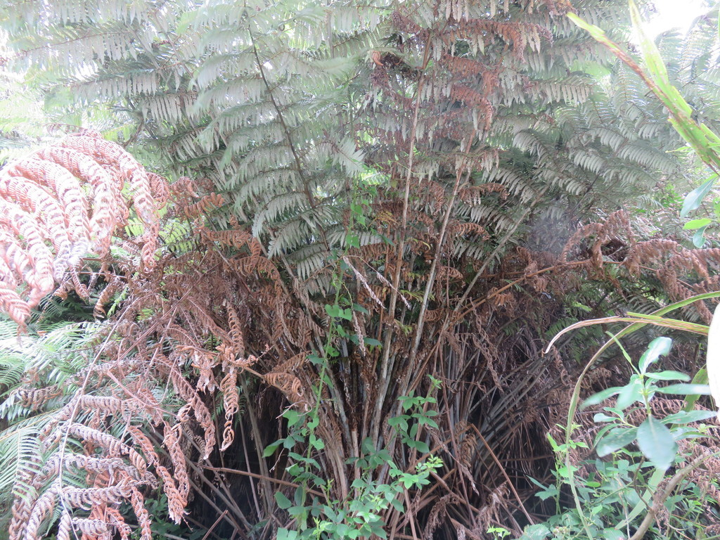 silver fern from Waikato, Nouvelle-Zélande on January 18, 2019 at 03:45 ...