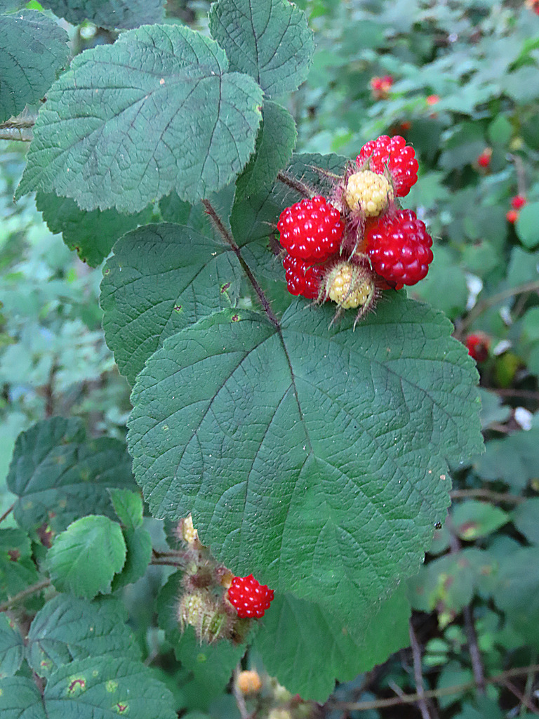 wineberry from Dauphin County, PA, USA on July 23, 2023 at 10:54 PM by ...