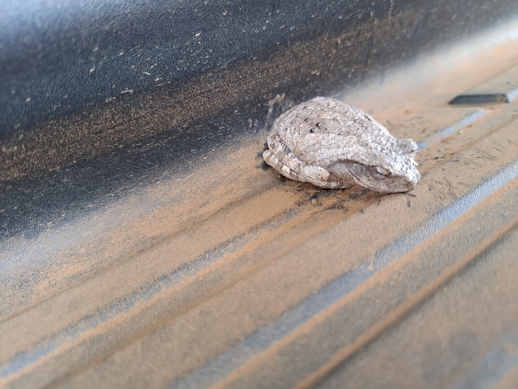 Grey Foam-nest Tree Frog from Manyane Vakansieoord on July 24, 2023 by christelsnyman · iNaturalist