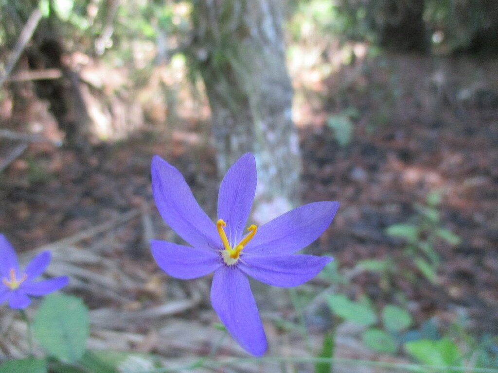 celestial lily from Polk County, FL, USA on October 30, 2021 at 04:23 ...