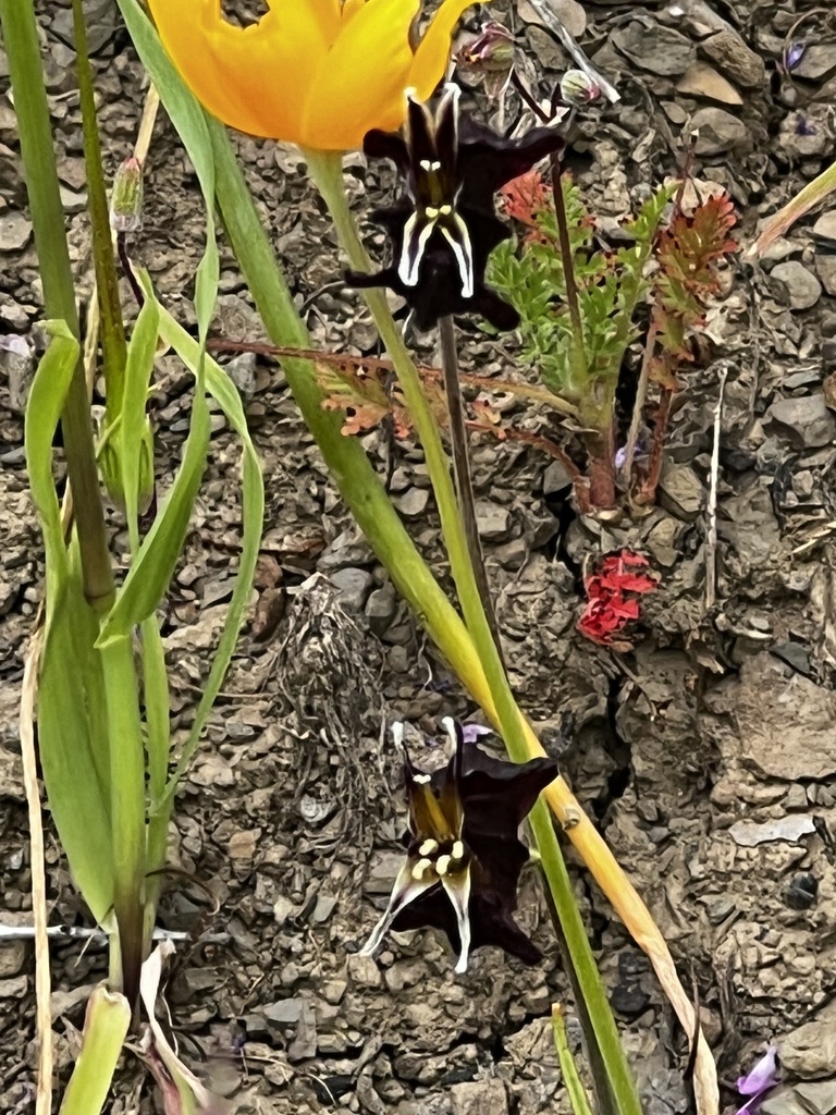 bristly jewelflower from Yolo County, CA, USA on April 6, 2023 at 03:30 ...