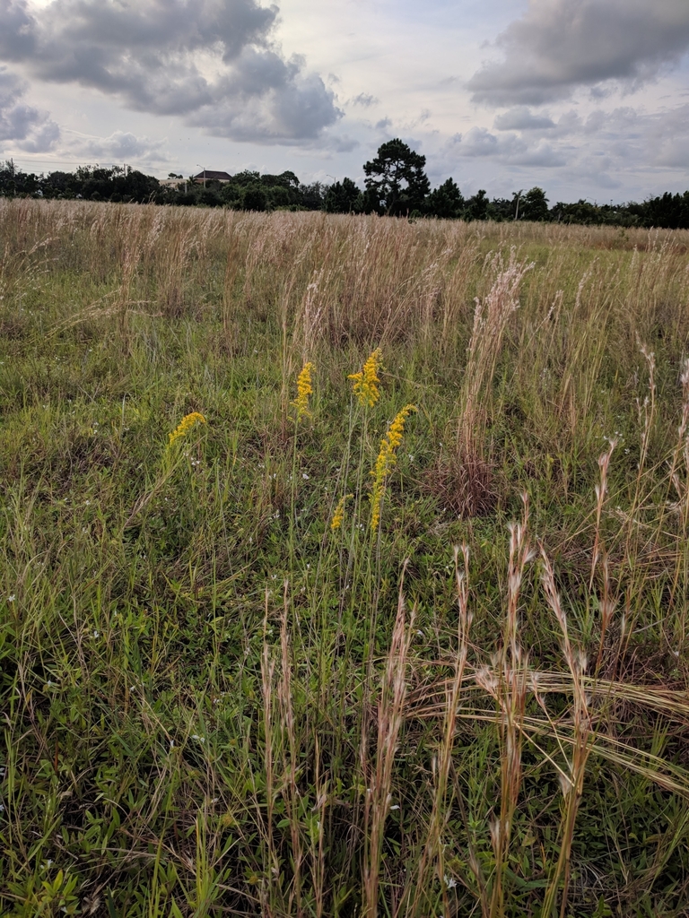 Pine Barren Bog Goldenrod from Hollywood, FL 33025, USA on July 24 ...