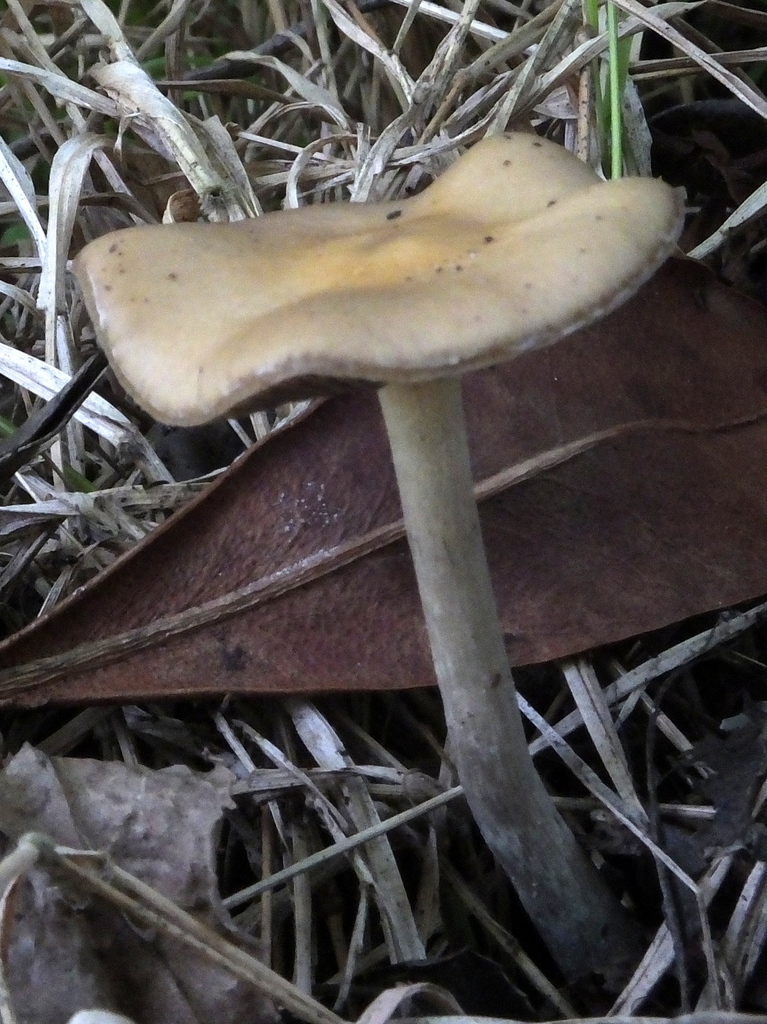 Wavy Cap in December 2014 by Colin Ralston · iNaturalist