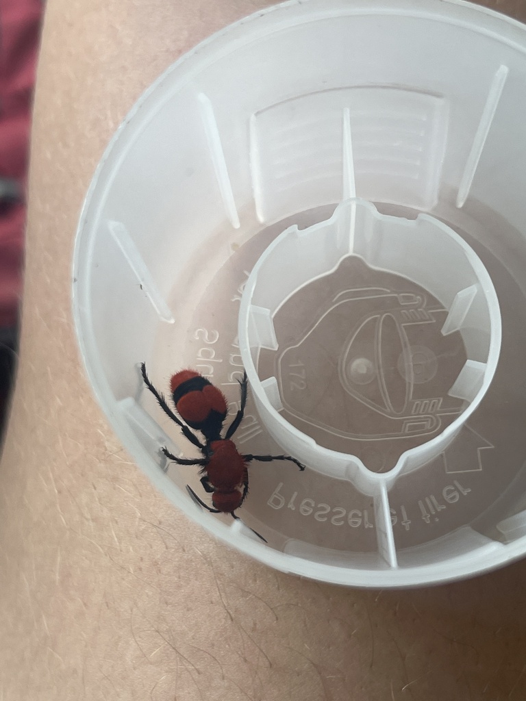 Common Eastern Velvet Ant from East Pointe Ct, Opelika, AL, US on July ...