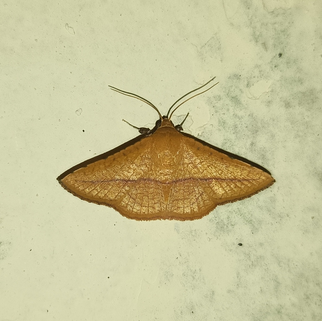 Striglina scitaria from Ezhimala, Payyannur on July 24, 2023 at 12:25 ...