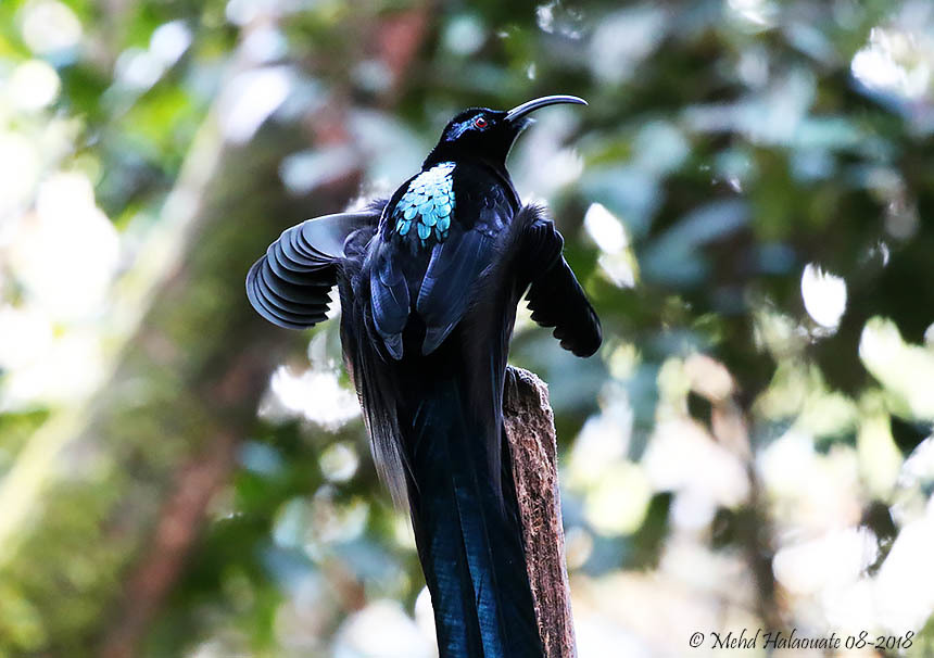 Black Sicklebill from Manokwari Regency, West Papua, Indonesien on ...