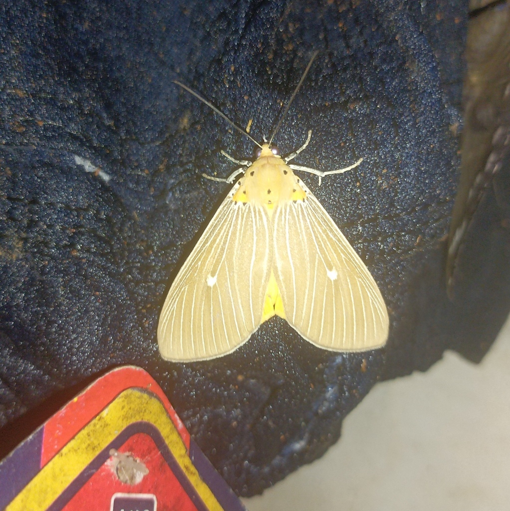 Tropical Tiger Moth from Ezhimala, Payyannur on July 24, 2023 at 07:34 ...
