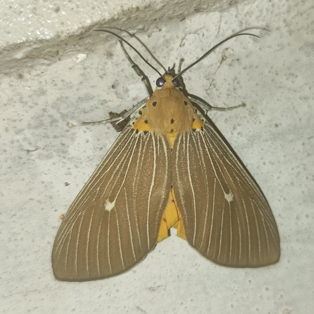 Tropical Tiger Moth from Ezhimala, Payyannur on July 24, 2023 at 07:36 ...