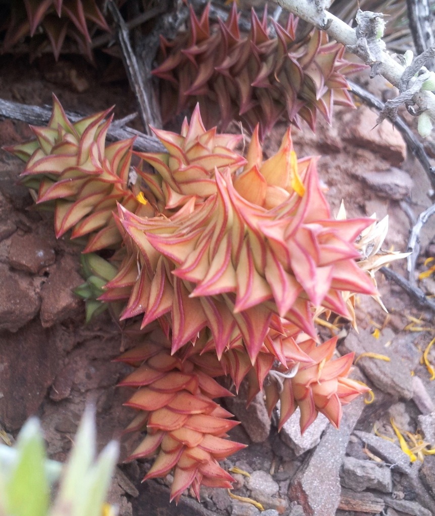 (Astroloba spirella) - Botanical Realm