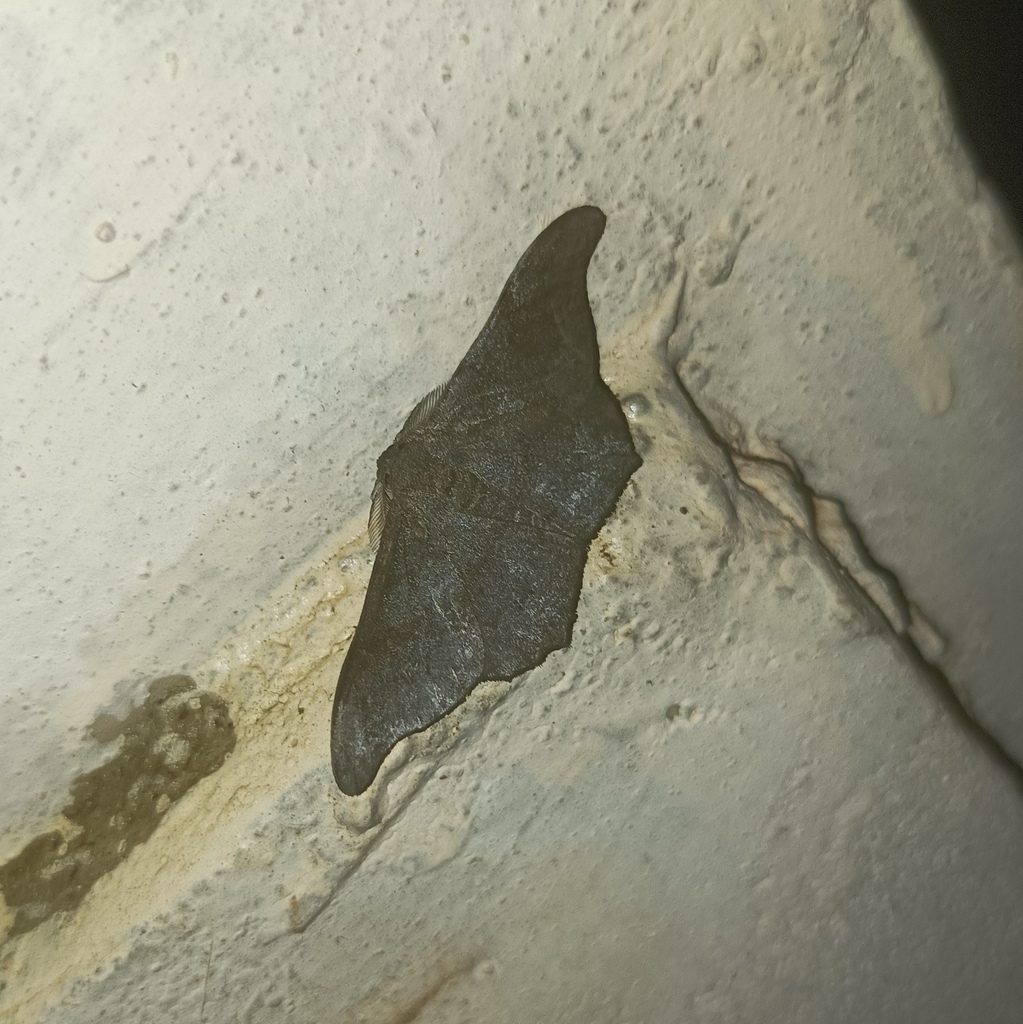 Black Looper from Ezhimala, Payyannur on July 24, 2023 at 10:34 PM by ...