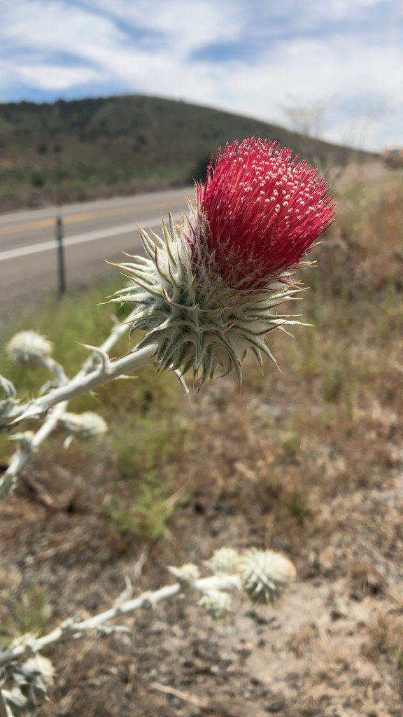 Cobwebby Thistle from Humboldt-Toiyabe National Forest, Gardnerville ...